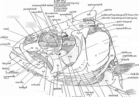 Opercular Series Diagram Quizlet