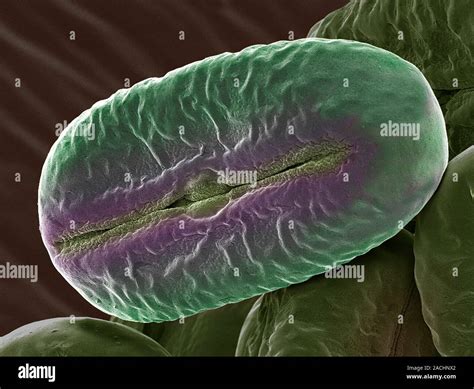 Broad Bean Pollen Coloured Scanning Electron Micrograph Sem Of Pollen Grains From A Vicia