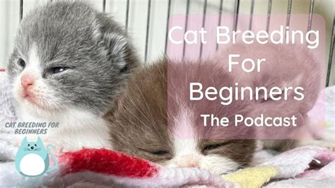 Cat Breeding For Beginners