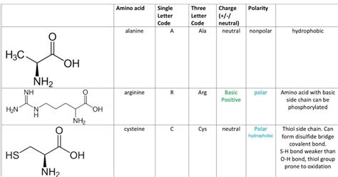 Amino Acids MCAT Cheat Sheet Practice Fillable Etsy