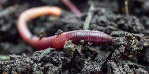 Ancient Fossils Shed New Light On Evolution Of Sea Worm Lab Manager