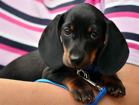 Can A Piebald Dachshund Have Blue Eyes