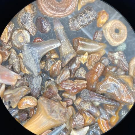 Microfossil Mound Member Collections The Fossil Forum