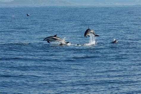 Taxonomy Dolphins Delphinidae