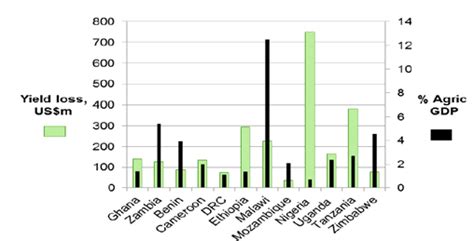 Estimated Value Of Annual Maize Yield Loss Source Roger Day Cabi