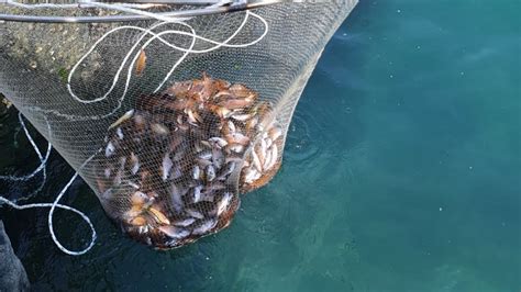 투망 전문가가 낚시꾼들 입 벌리게한 대박 사건 Youtube