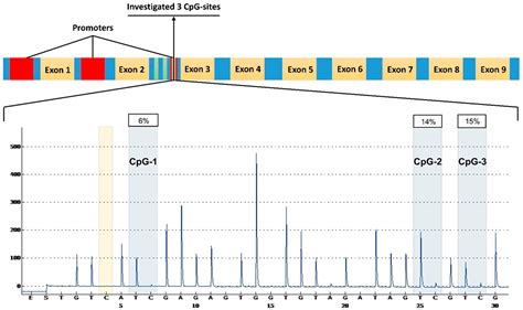 Hypomethylation Of The Runx2 Gene Is A New Potential Biomarker Of Primary Osteoporosis In Men