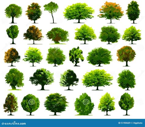 Vector Trees With Leaves Stock Image 29152705