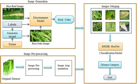 Frontiers Rice Pest Identification Based On Multi Scale Double Branch Gan Resnet