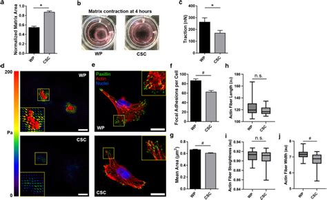 Differential Contractility Regulates Cancer Stem Cell Migration Biophysical Journal