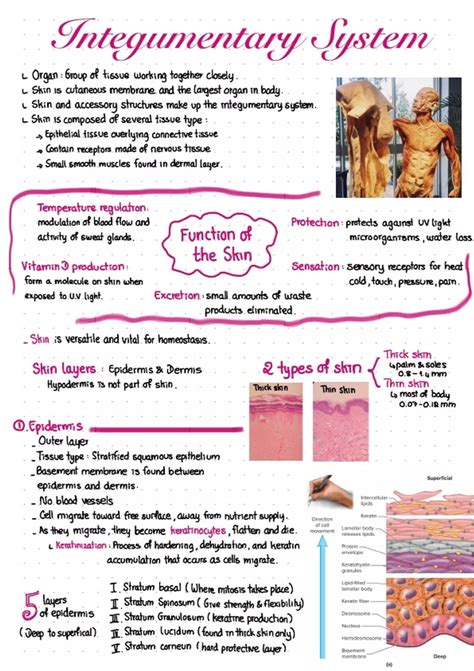 Class Notes Chapter 5 Integumentary System For Seeleys Anatomy And
