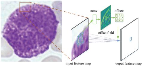 Computation Of Deformable Convolutional Layer Download Scientific Diagram