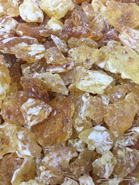 لبان لامي و لبان عماني موقع حراج