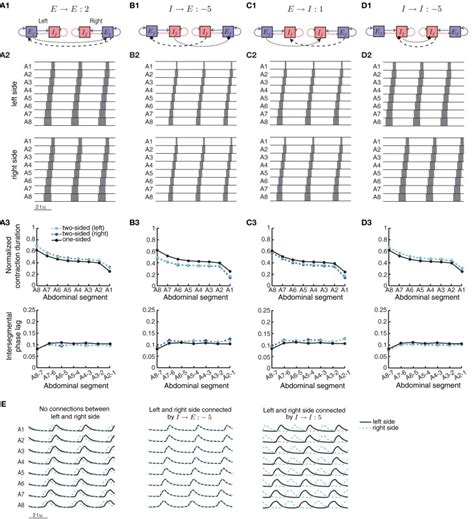 A Two Sided Cpg Network Model For Synchronous Wave Propagation The Cpg Download Scientific