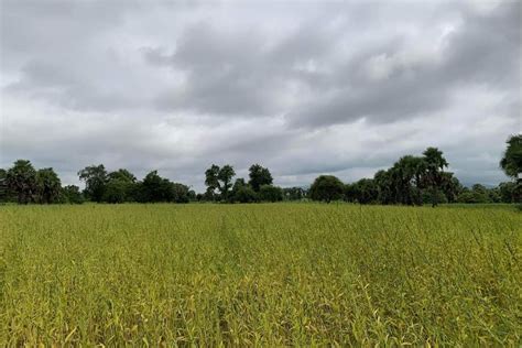 မင်းဘူး စကု မြို့နယ်၌ ဆီထွက်သီးနှံ နှမ်း ဧက ၂၀၀၀၀ ကျော် လျာထားစိုက်ပျိုးသွားမည် Information