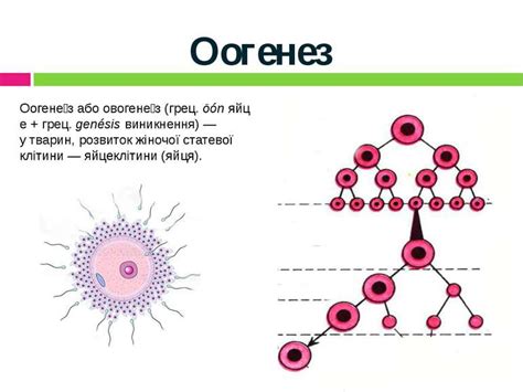 Статеве розмноження людини презентація з біології