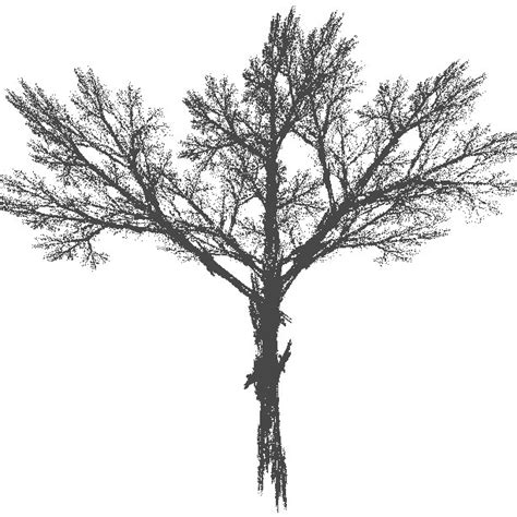 A Tree As Portrayed By A Fractal Generator Program Download