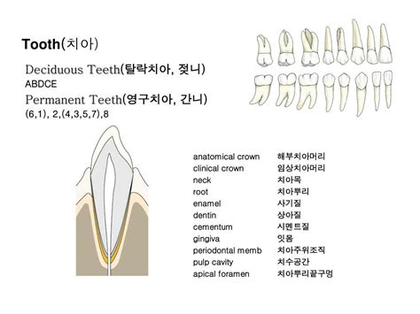 Ppt 소화기계통 Digestive System Powerpoint Presentation Free Download Id 5605256