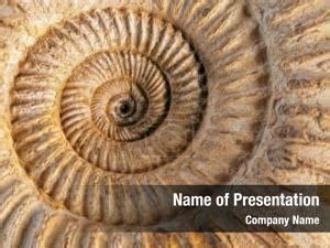 Fossil PowerPoint Templates PowerPoint Backgrounds For Fossil Presentation