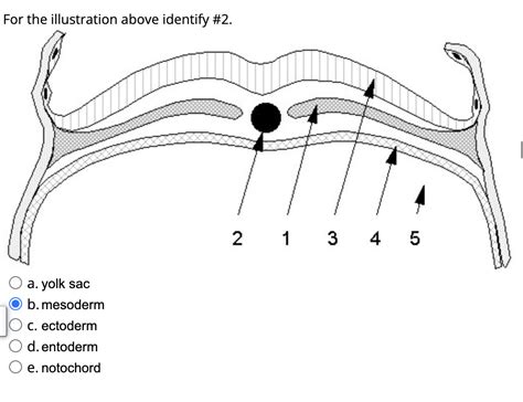 Solved For The Illustration Above Identify 2 A Yolk Sac
