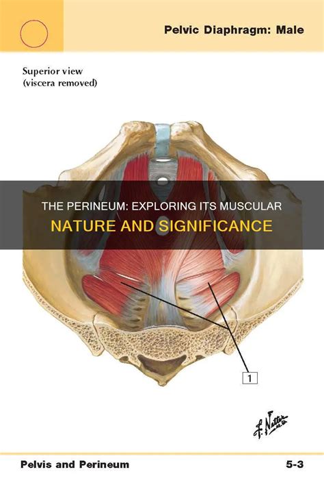 The Perineum Exploring Its Muscular Nature And Significance Cyvigor