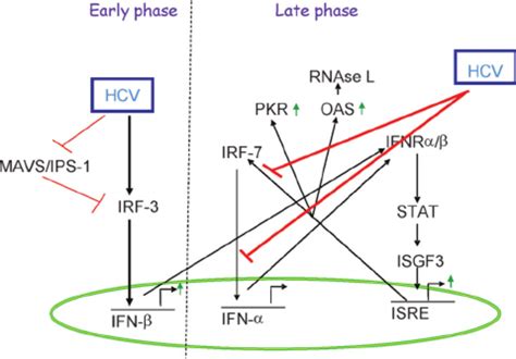 Schematic Showing Hcv Mediated Interference Of Ifn Signaling Pathways