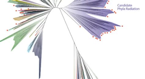 Bacterial Taxonomy Ask Microbiology