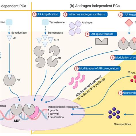 Molecular Mechanisms Of A Androgen Dependent PCa ADPC And B Download Scientific Diagram
