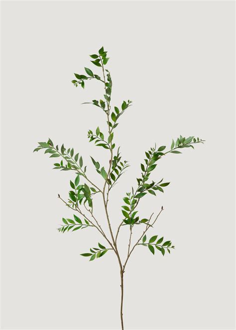 Tall Broadleaf Podocarpus Branch Faux Branches And Greenery Afloral