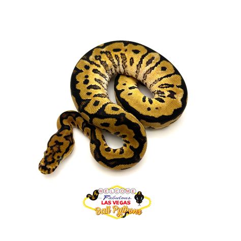 Spotnose Clown Pos Red Stripe Or Yellow Belly Ball Python By Las Vegas