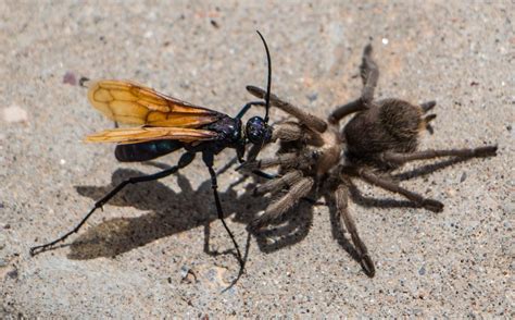 A Tarantula Hawk Wasp Attacking Its Large Arachnid Prey Tarantula