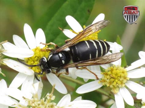 La Guêpe Cousine Une Guêpe Noire Et Blanche Très Commune