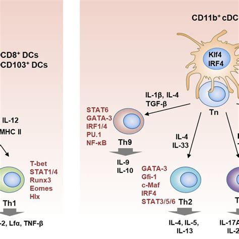 Schematic Diagram For The Involvement Of Cdc1 And Cdc2 Subsets In The T