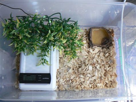 Lets See Your Ball Python Setups Page 3