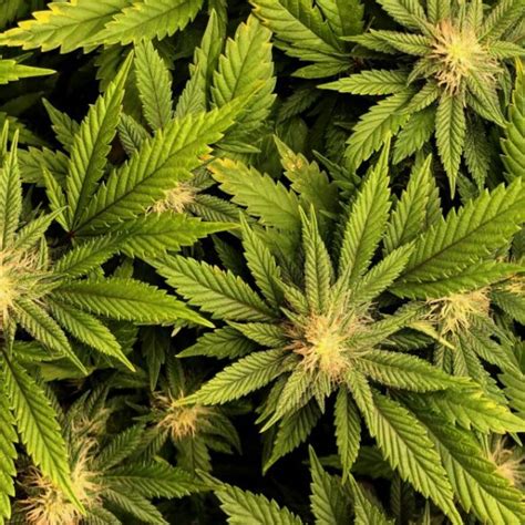 Consumo De Drogas En Adolescentes Tijuana En Línea Noticias
