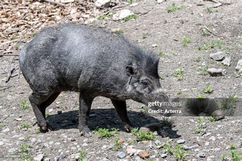 Visayan Warty Pig Critically Endangered Wild Pig Endemic To The News Photo Getty Images