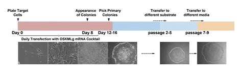 Ipsc Technology Nexel Korean Ipsc Derived Cells Provider