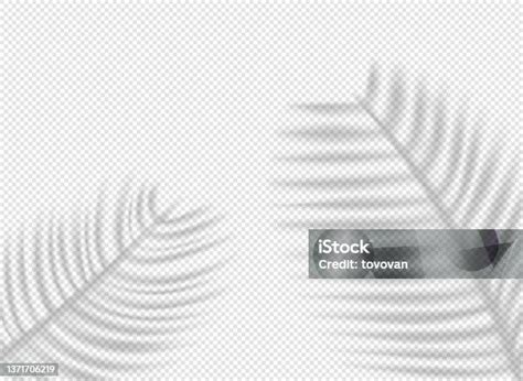 손바닥은 투명한 배경에 그림자를 남깁니다 벡터 그림자 오버레이 효과 0명에 대한 스톡 벡터 아트 및 기타 이미지 0명 3차원 형태 공란 Istock