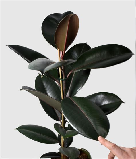 Ficus Onlyplants