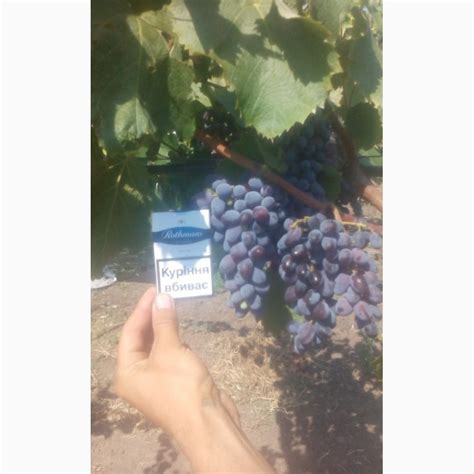 Продам виноград кишмиш Юпитер, купить виноград кишмиш Юпитер ...