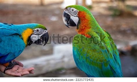 Two Different Types Macaws Very Nice Stock Photo Shutterstock