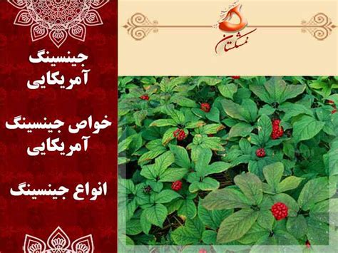 جینسینگ امریکایی عطاری آنلاین مشکستان