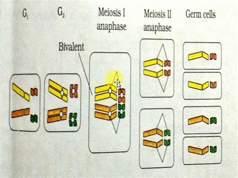 Chromosome Theory Of Inheritance
