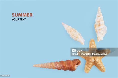 조개껍데기와 불가사리가 파란 배경에 있다 텍스트를 위한 장소가 있는 여름 배경입니다 바다 테마입니다 가리비에 대한 스톡 사진 및 기타 이미지 Istock