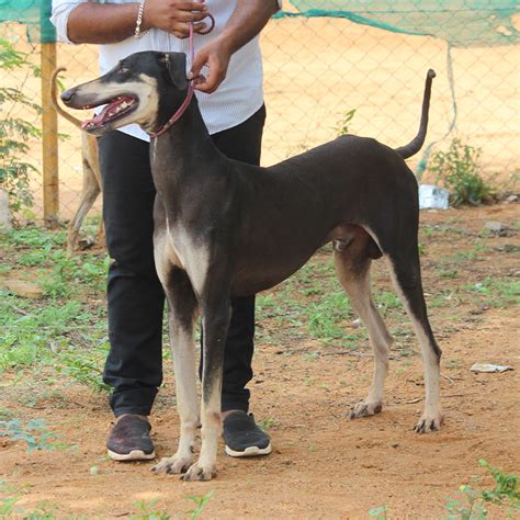 Rajapalayam Co Operative Kennels