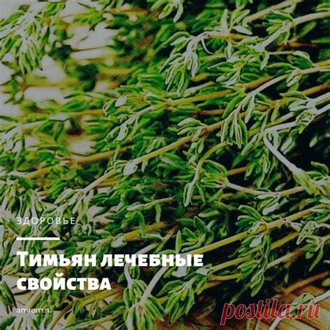 Тимьян лечебные свойства Приверженцы нетрадиционной медицины утвер Лечебные растения Постила