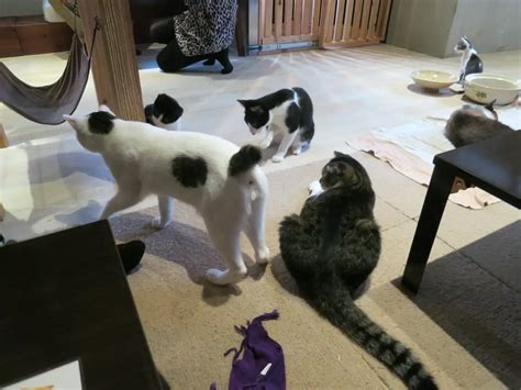 Finding Pussy In Japan Halfway Anywhere