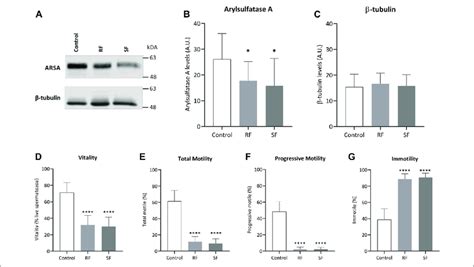 Impact Of Cryopreservation On Arsa Levels And Sperm Parameters A Download Scientific