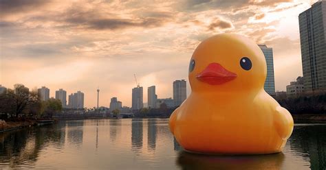 8년 만에 다시 한국 오는 러버덕 9월 말부터 석촌호수 전시