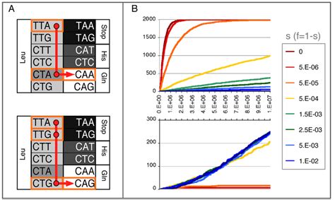 Impact Of The Low Usage Leucine Codon Cta On L55q Evolutionary